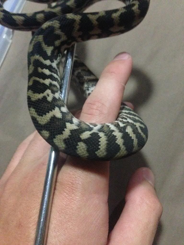 Yearling 100% Het Albino Darwin X Carpet python | Aussie Pythons & Snakes Forum
