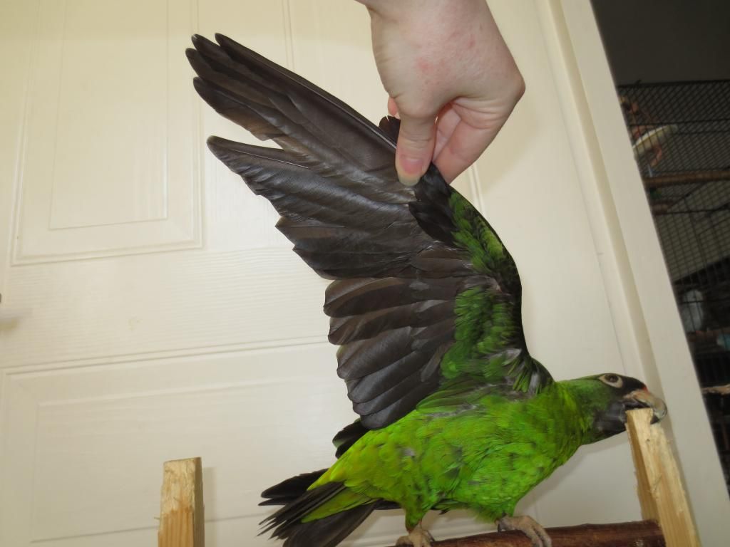 Pictures - Wing pictures | Avian Avenue Parrot Forum