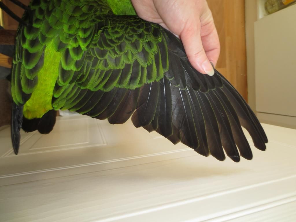 Pictures - Wing pictures | Avian Avenue Parrot Forum