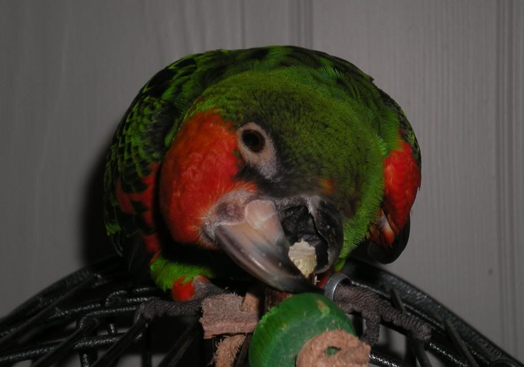 Colourful Jardine's! | Avian Avenue Parrot Forum