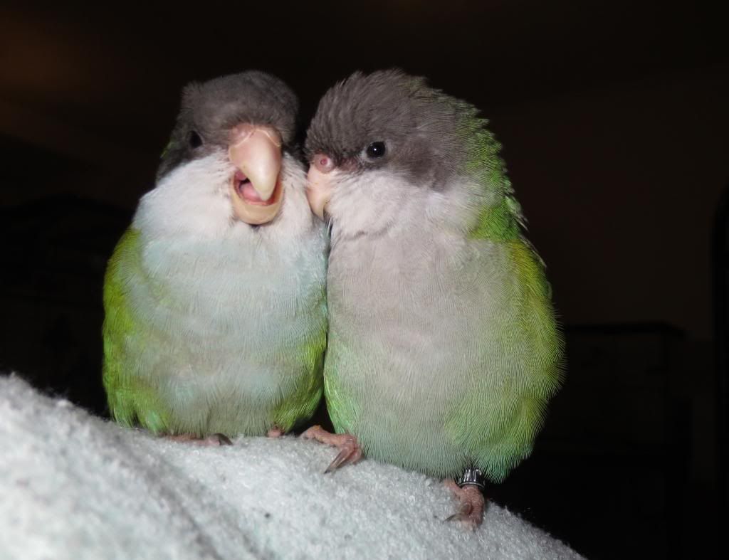 Sierra/Aymara/Grey-hooded parakeet | Avian Avenue Parrot Forum