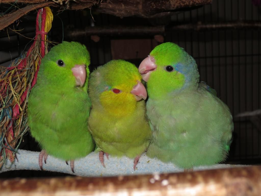 Ino bird owners | Avian Avenue Parrot Forum