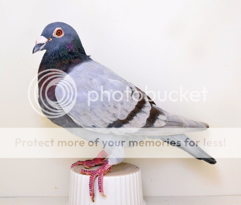 Colors Explained | Pigeon-Talk