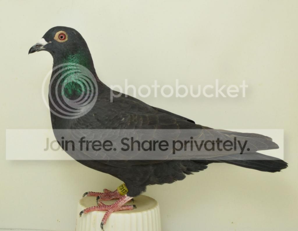 Colors Explained | Pigeon-Talk