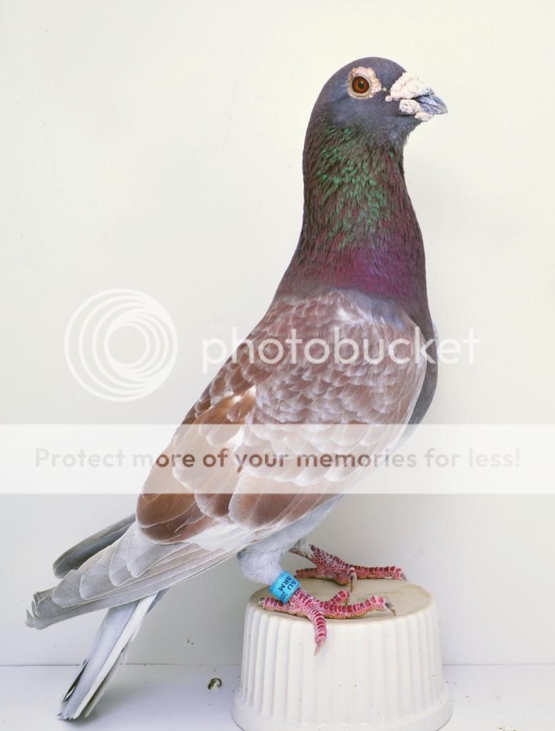 Colors Explained | Pigeon-Talk