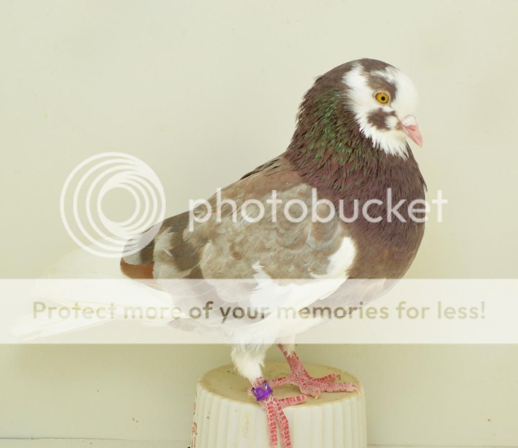 The Progression of Ember in Pictures | Pigeon-Talk