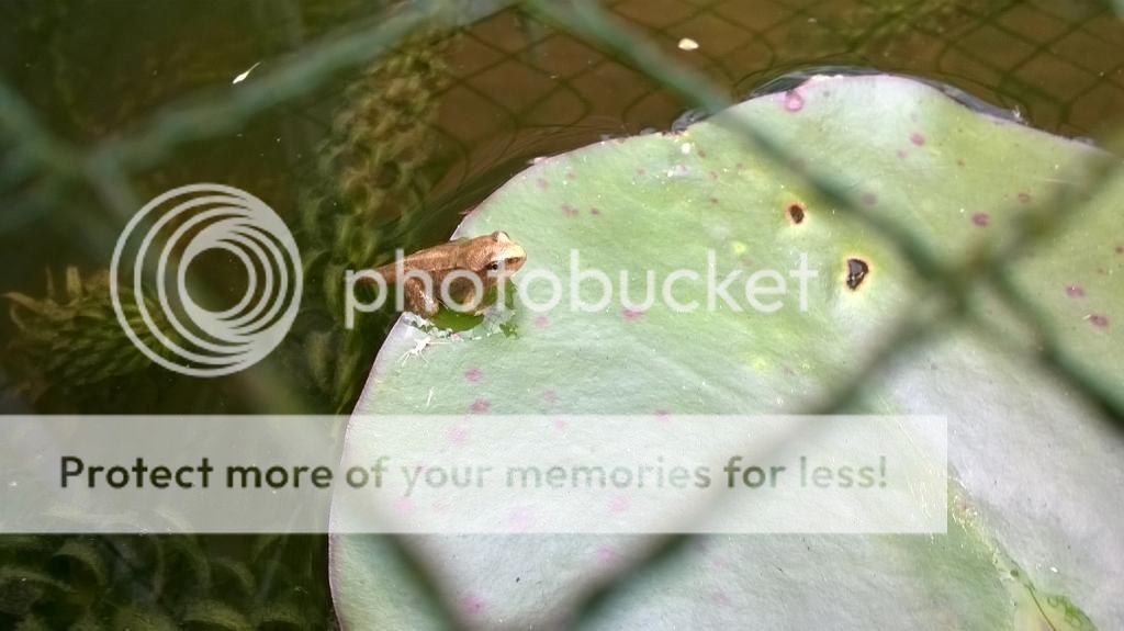 Common frog froglets | Reptile Forums